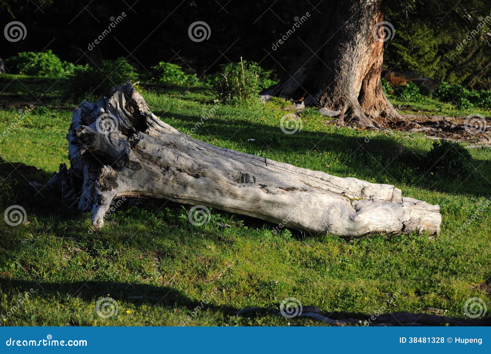 Dead tree root stock photo. Image of feed, dead, forest - 38481328 Dead tree root stock photo. Image of feed, dead, forest - 38481328