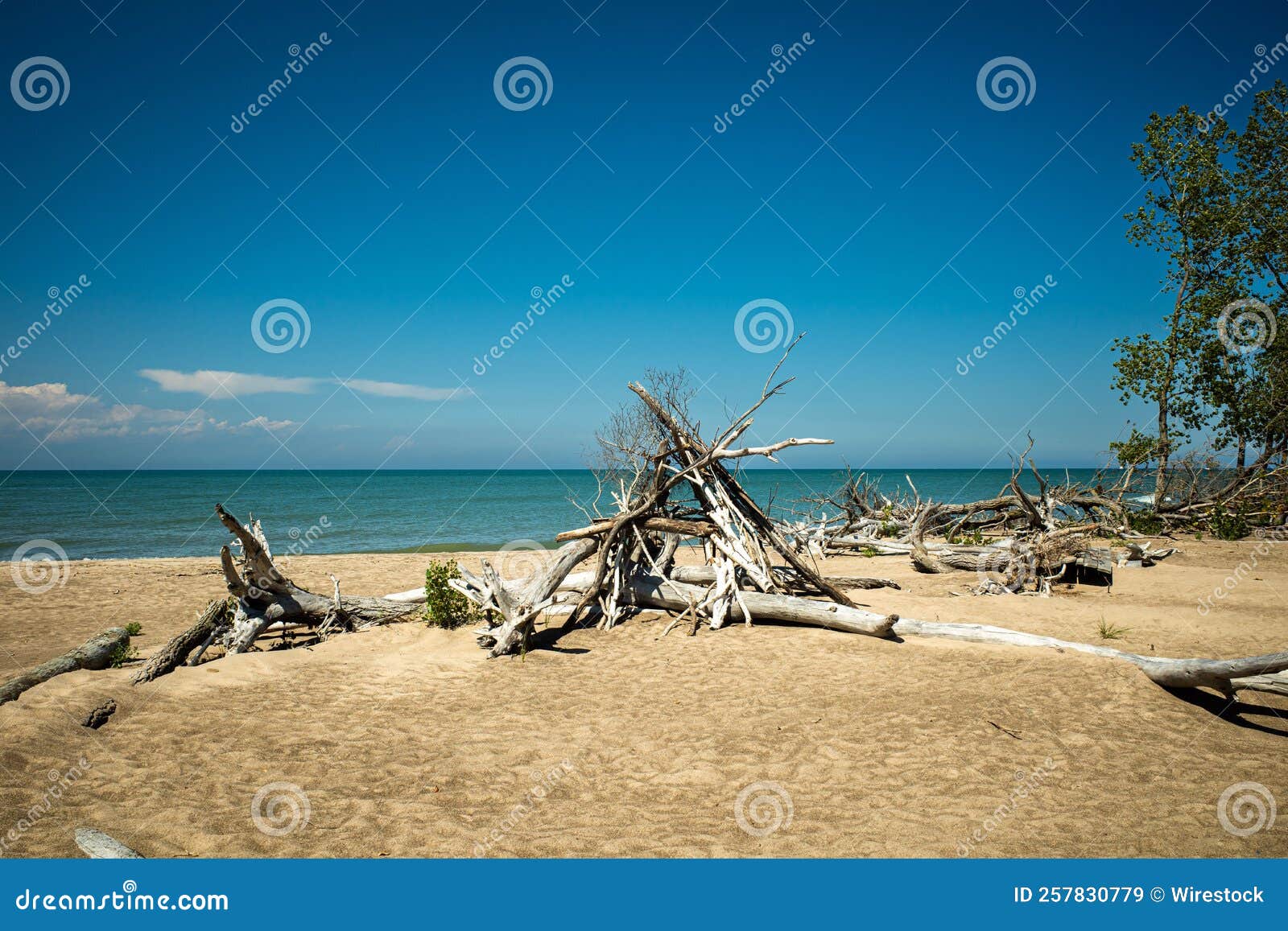 Dead Tree Roots and Branches on the Beach Stock Image - Image of lake ...