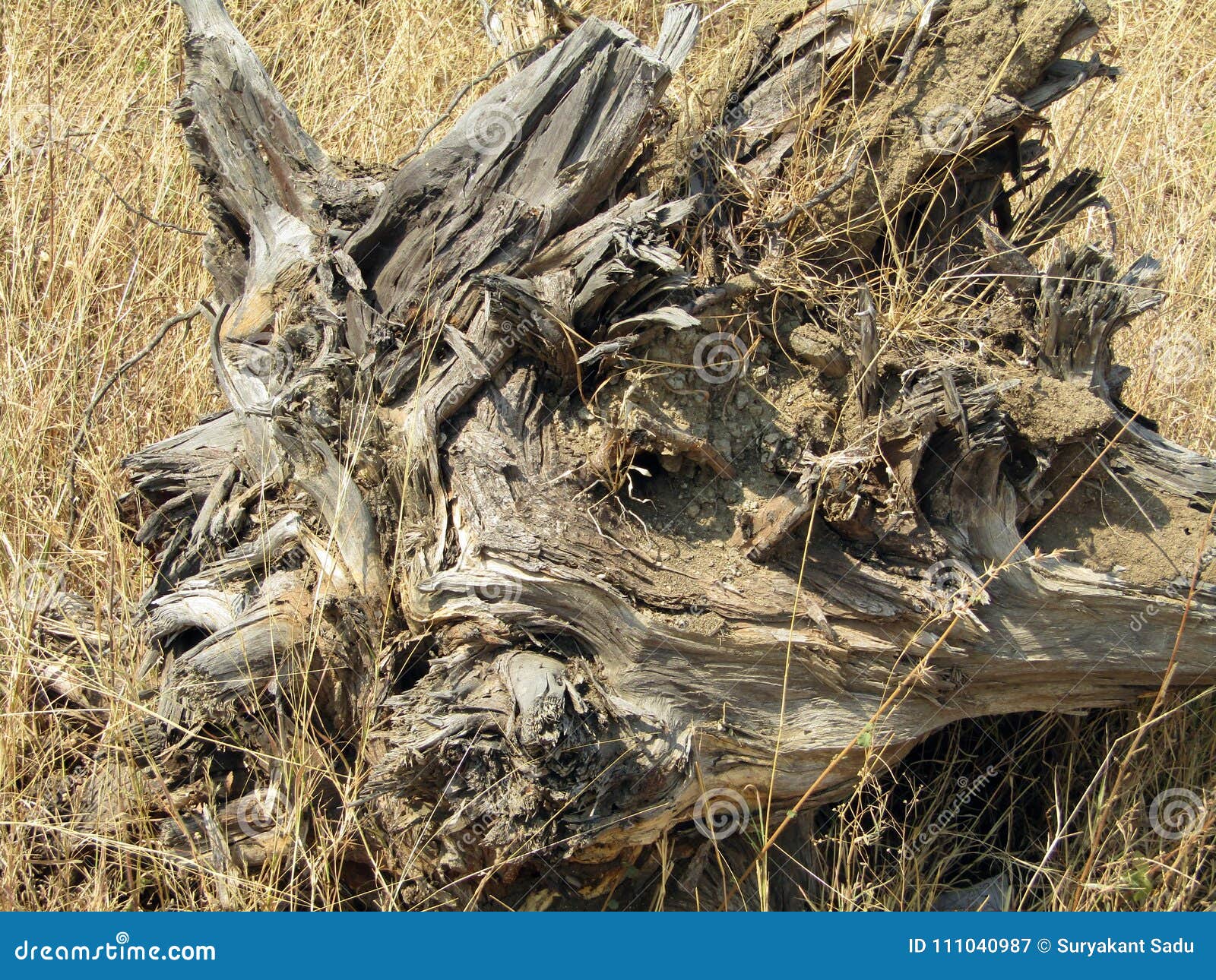 Dead Tree Roots India, Asia Stock Image - Image of environment, grow ...