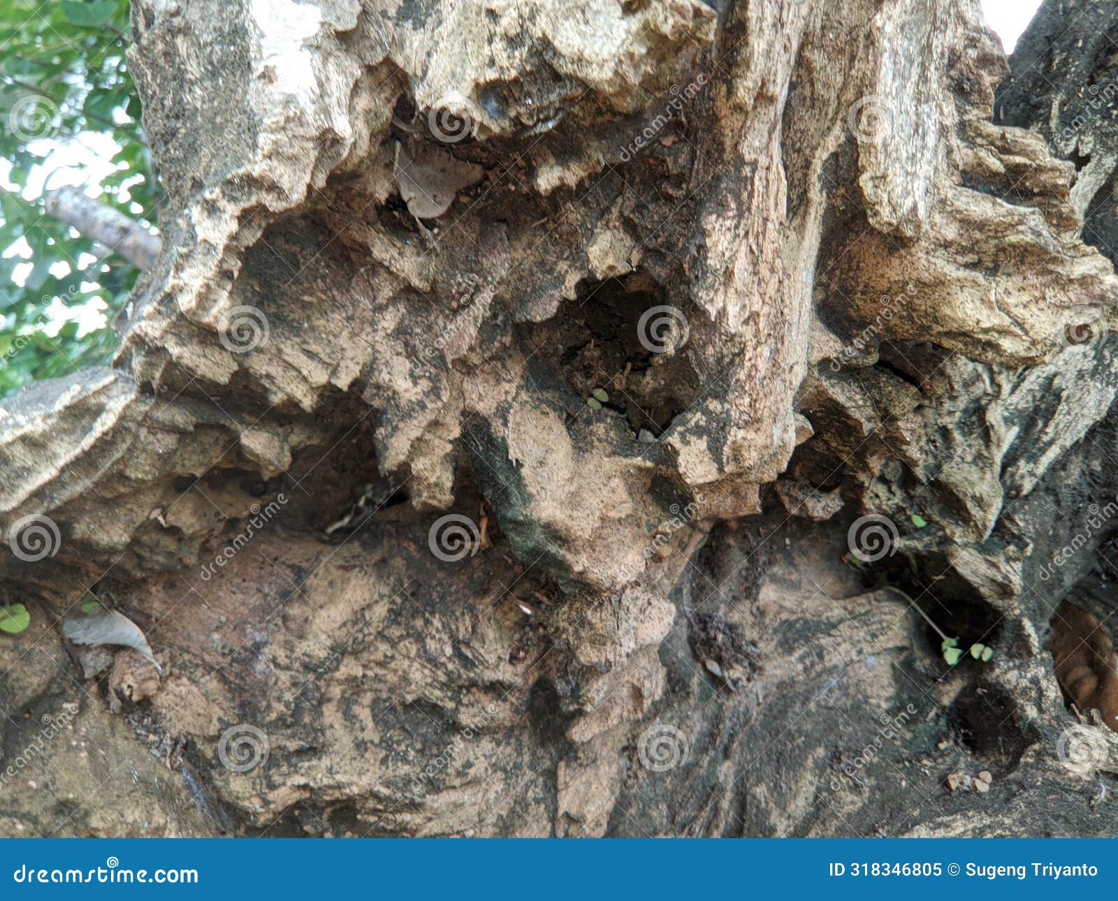 The Roots Of A Large Tree Forming A Typical View In The Amazon ...