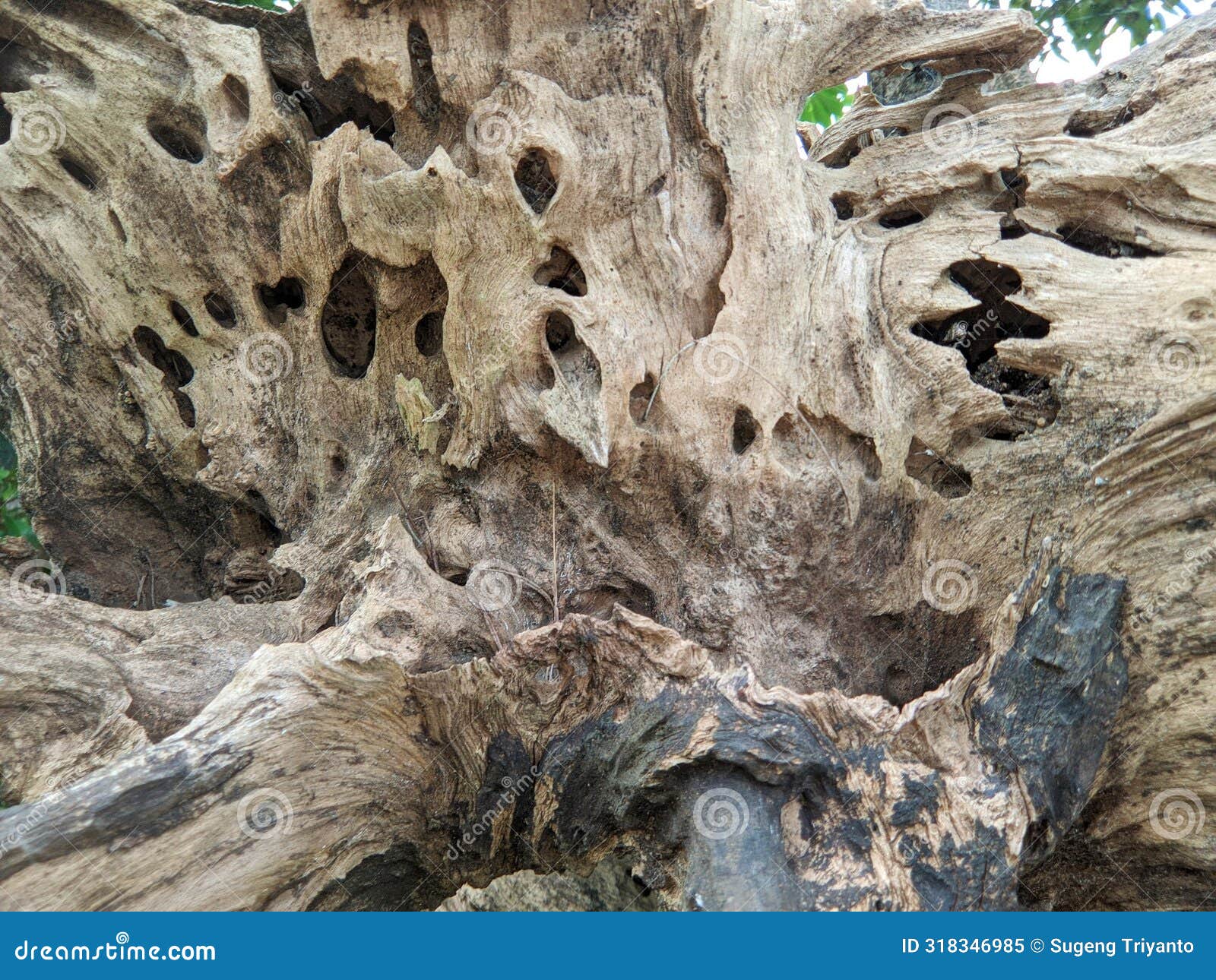 Dead Tree Roots, Large, Branched, Dry and Old Stock Image - Image of ...