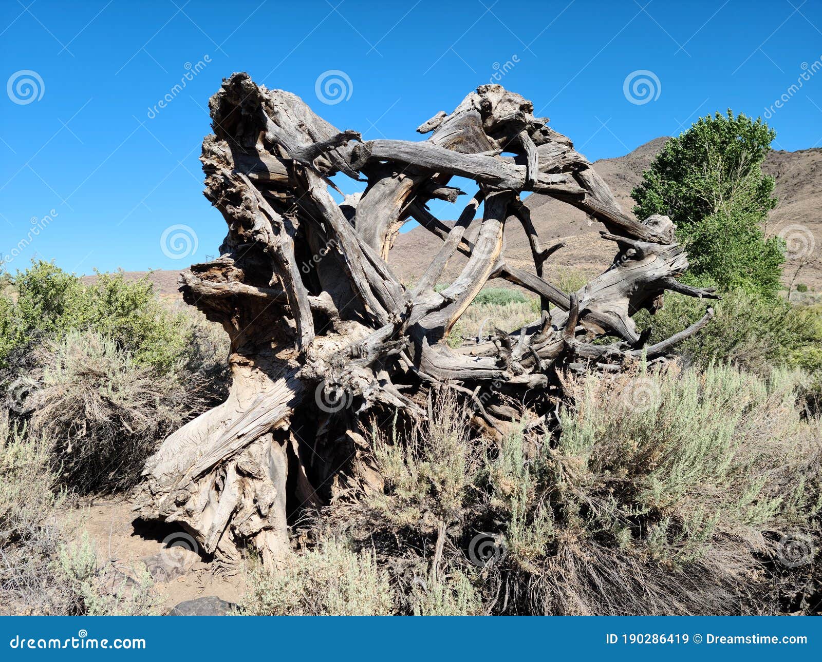 Dead Tree Roots in Nevada Desert Stock Image - Image of wilderness ...
