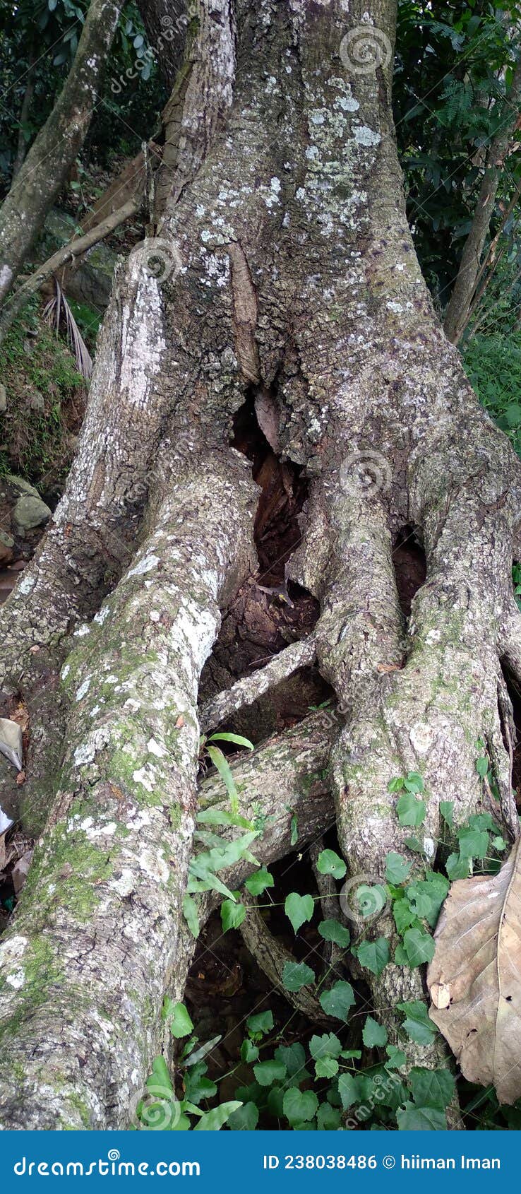 Dead Tree Roots but Still Look Strong or Not Fragile Stock Photo ...