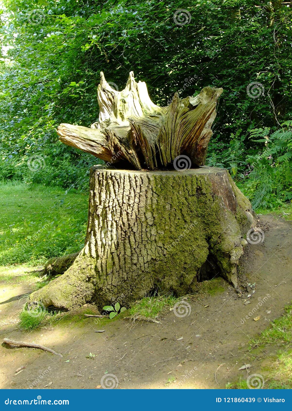 Tree Roots on a Tree Stump stock image. Image of stump - 121860439