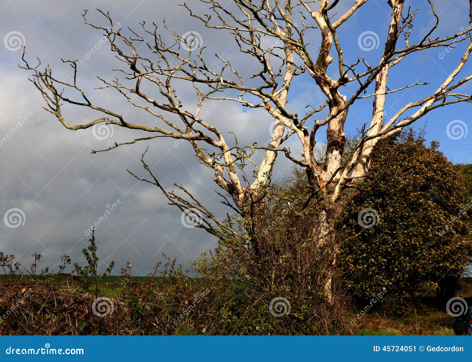 Dead Tree. stock image. Image of wind, clouding, canon - 45724051