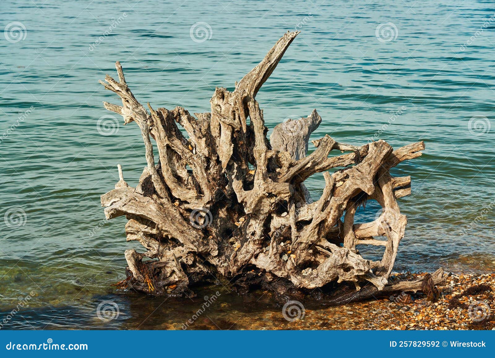 Dead Tree Roots on the Beach Stock Photo - Image of seascape, abandoned ...
