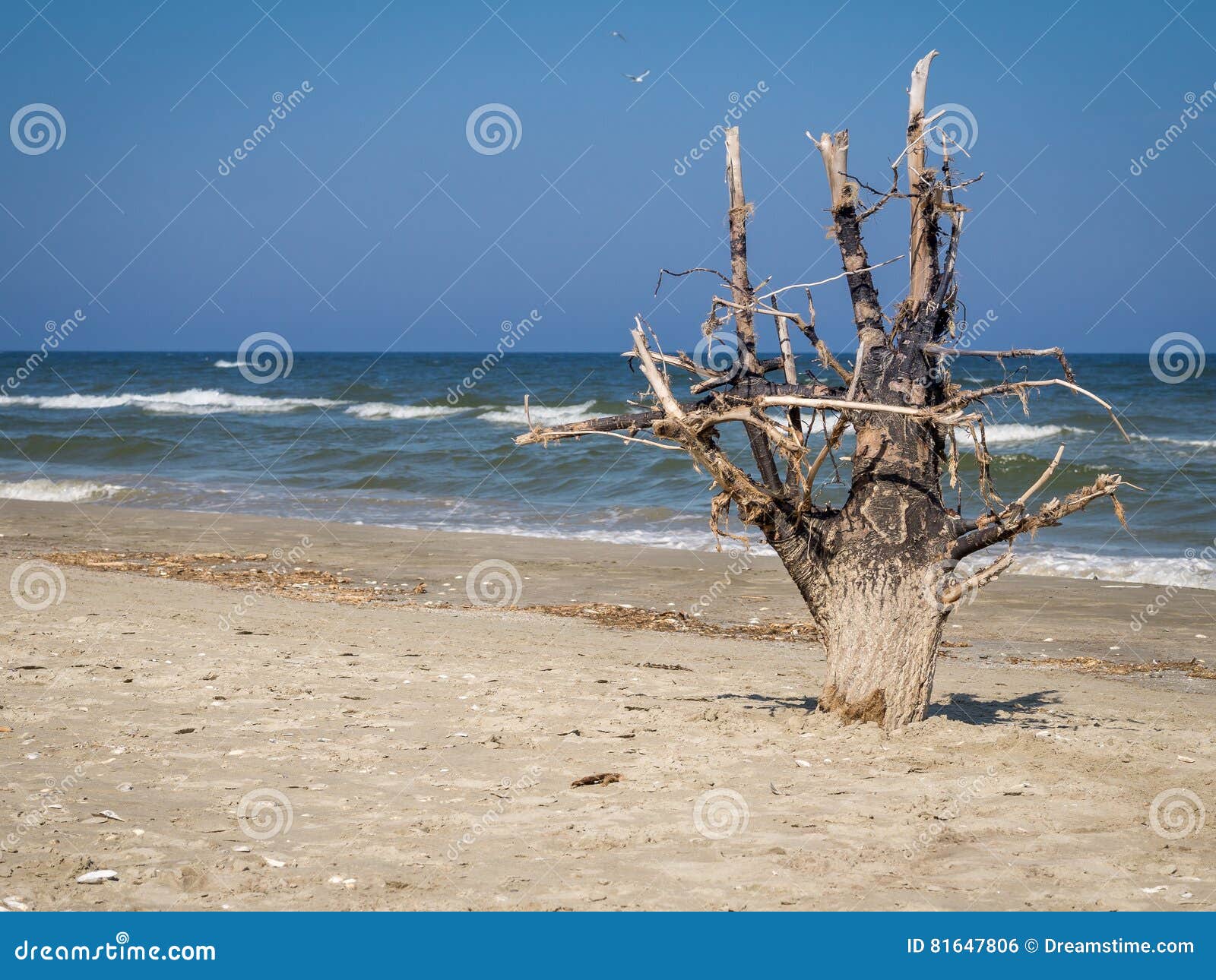 Dead tree on sand beach stock photo. Image of waterfront - 81647806