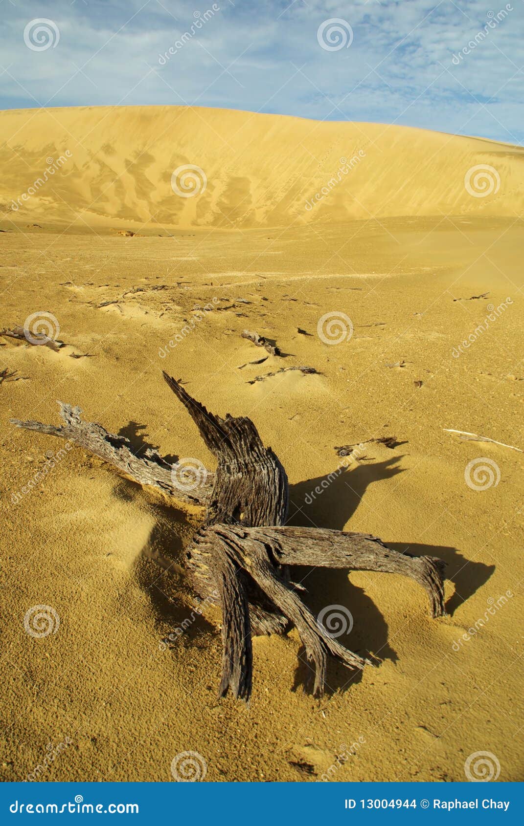 Dead tree in a sand desert stock photo. Image of america - 13004944