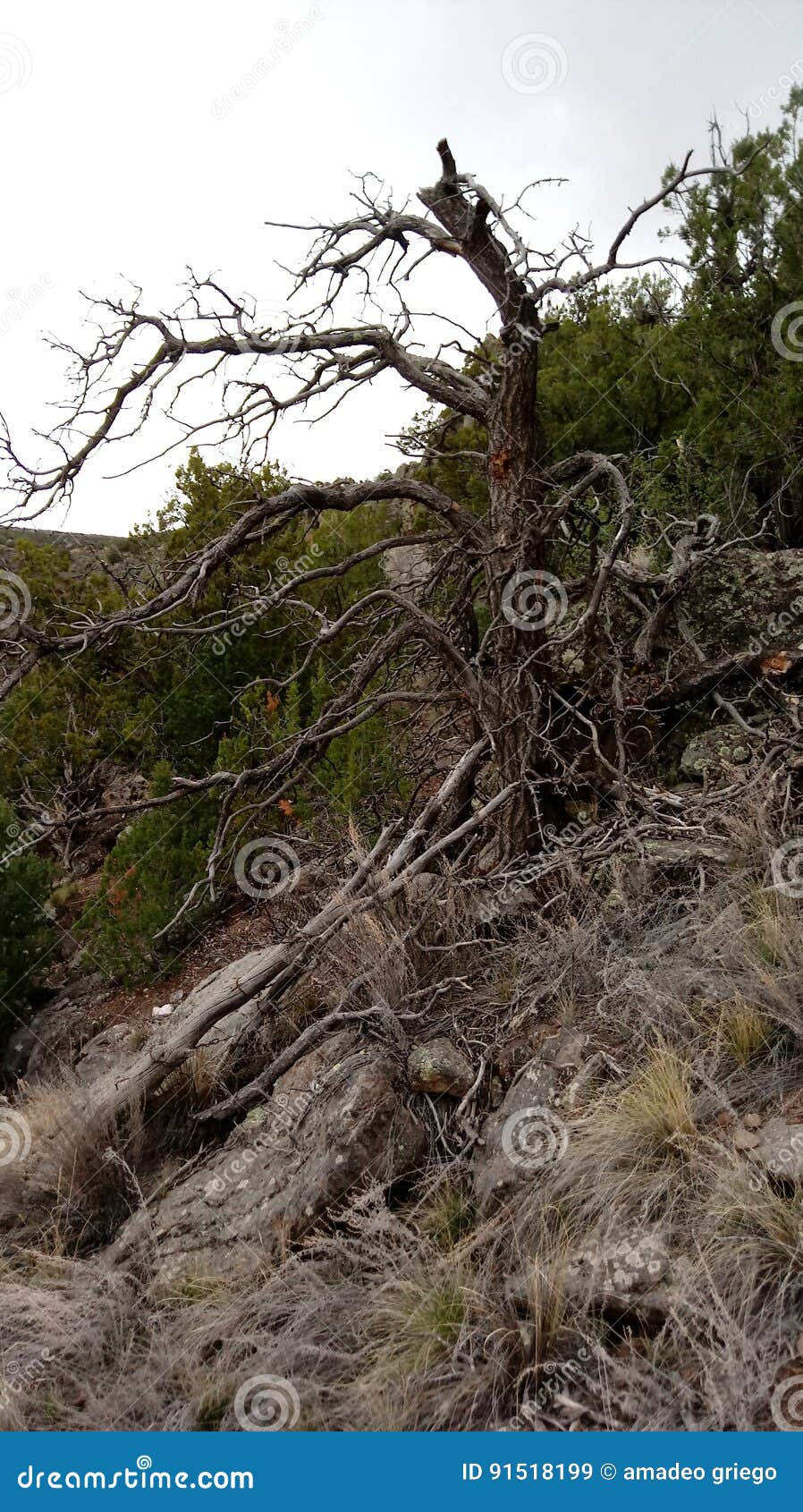 Dead tree stock image. Image of scary, tree, mountain - 91518199