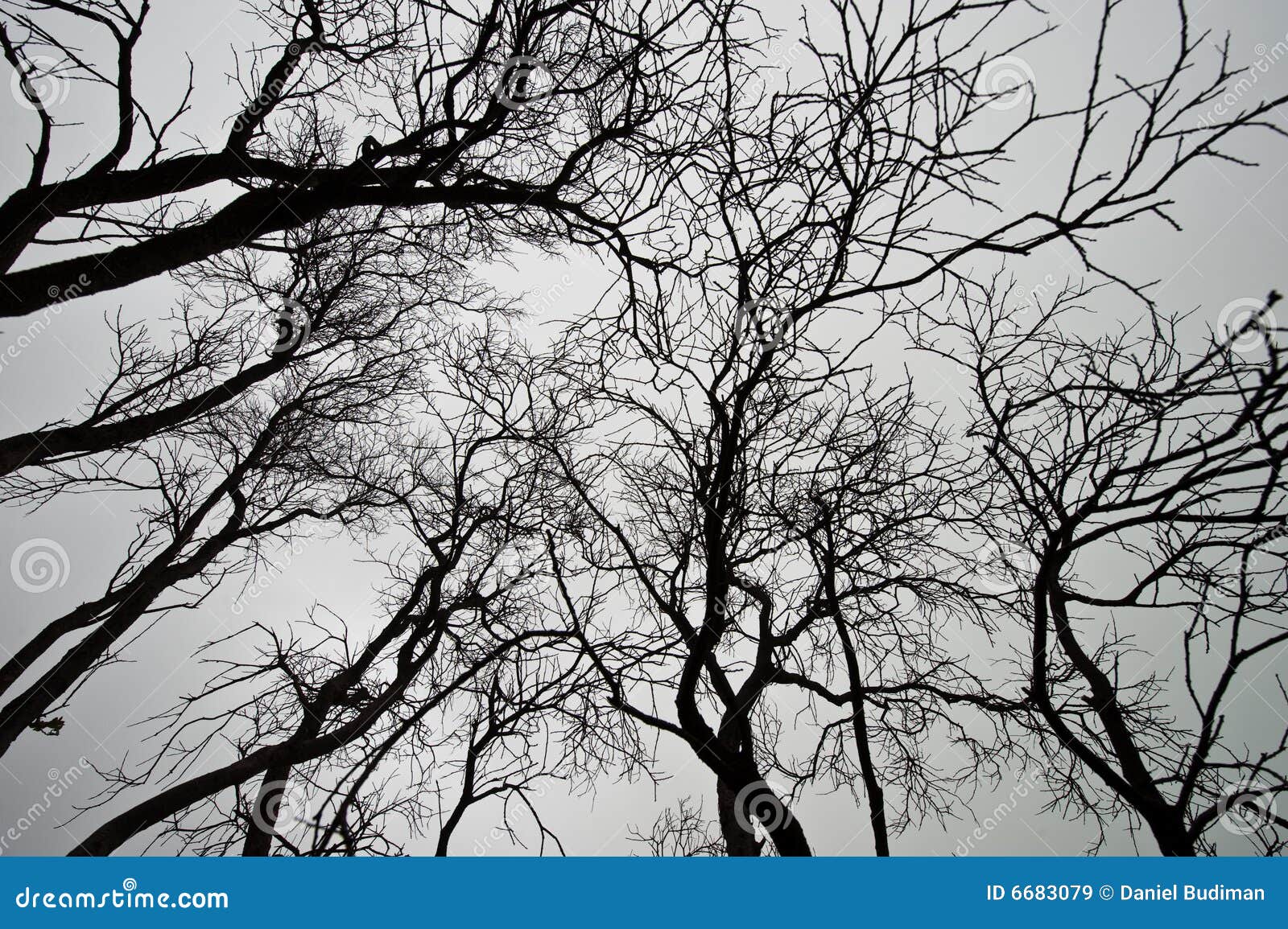 Dead tree scenery stock image. Image of cloudless, landscape - 6683079