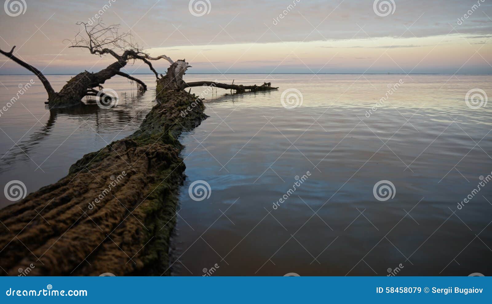 Dead tree in the sea stock image. Image of seascape, landscape - 58458079