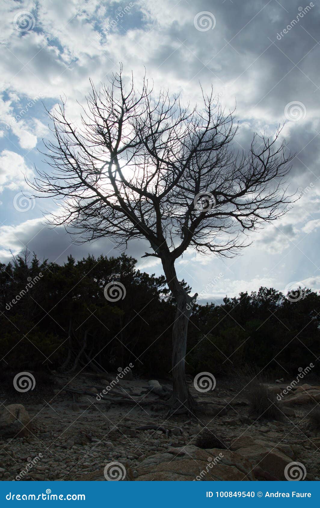 Death tree stock photo. Image of death, climate, wood - 100849540