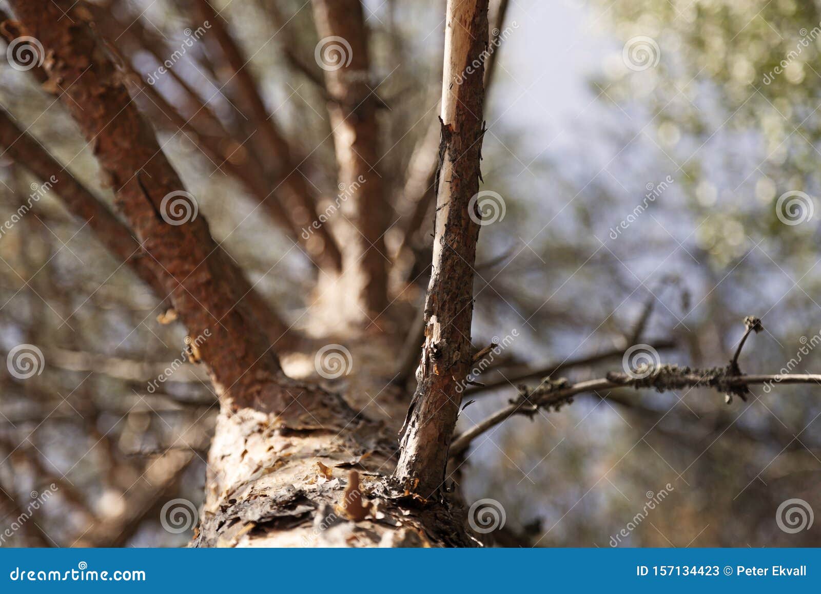 Dead Tree Seen from Below with Blur in the Background Stock Image ...