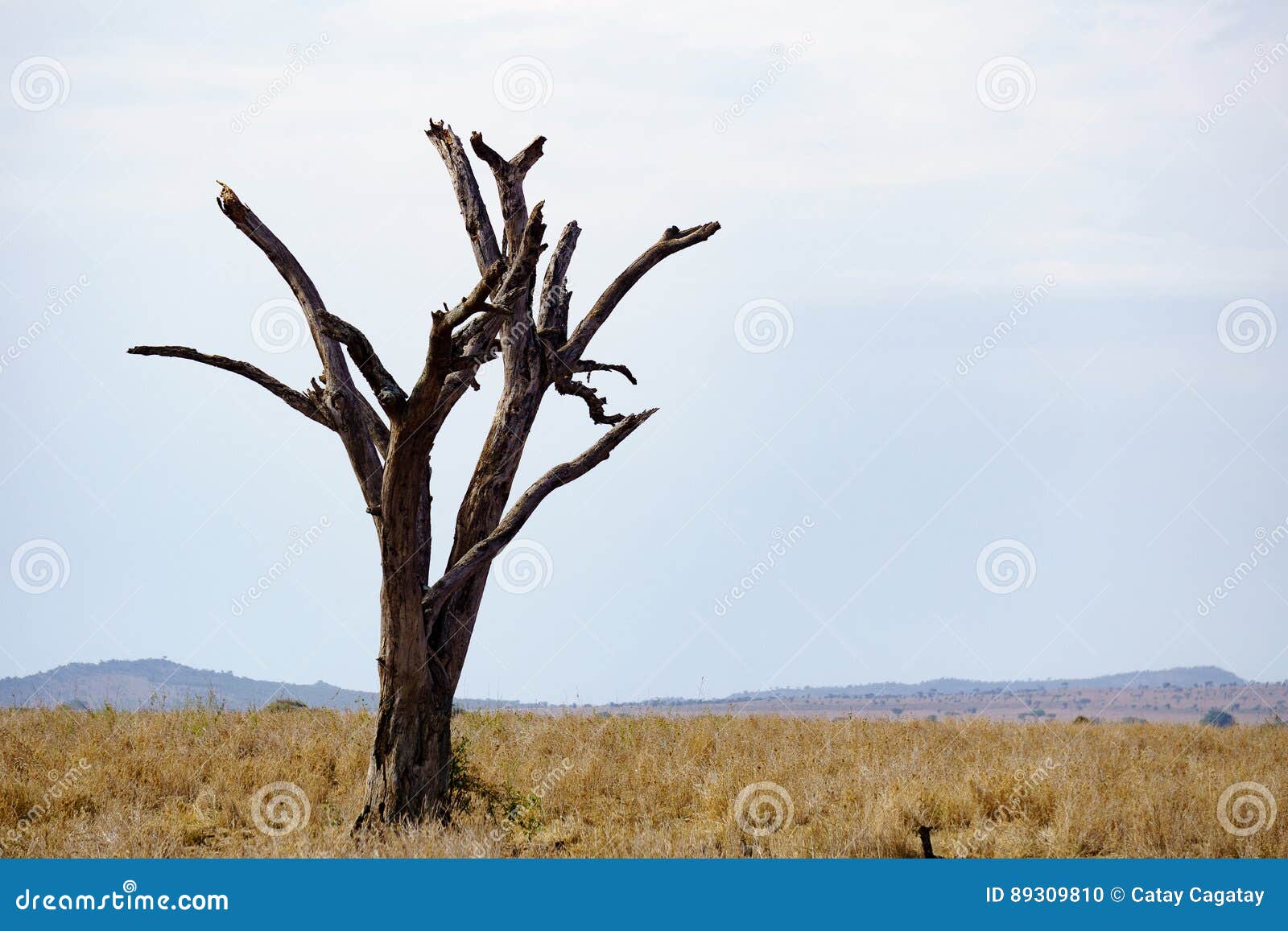 Dead tree in Serengeti stock photo. Image of tree, savannah - 89309810