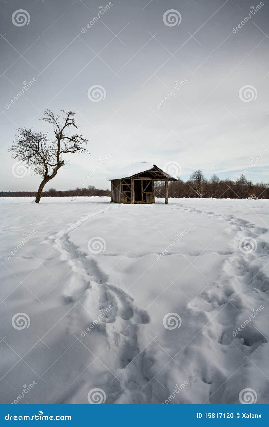 Dead Tree and Shack in the Countryside Stock Photo - Image of ...