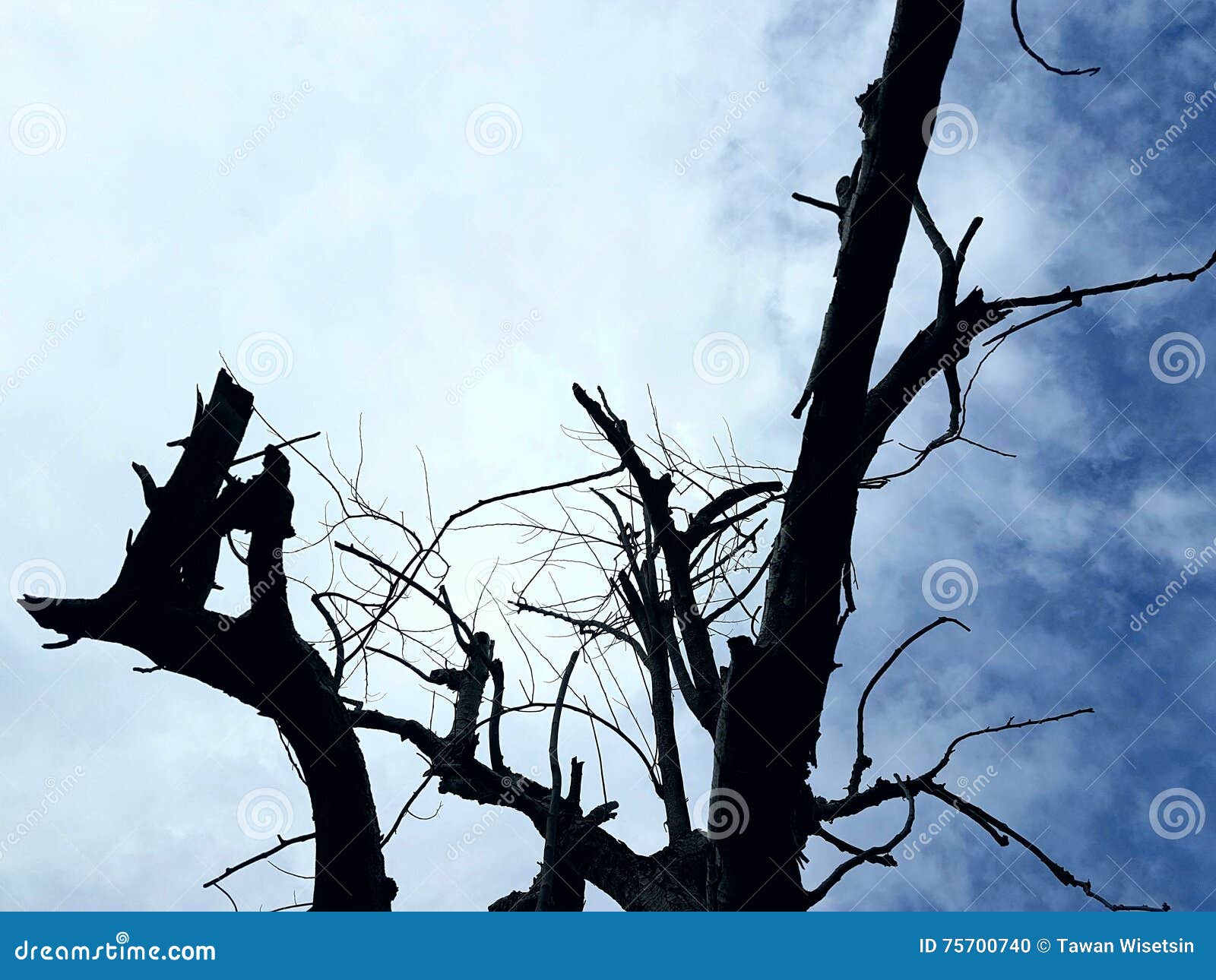 The dead tree stock photo. Image of black, blue, tree - 75700740