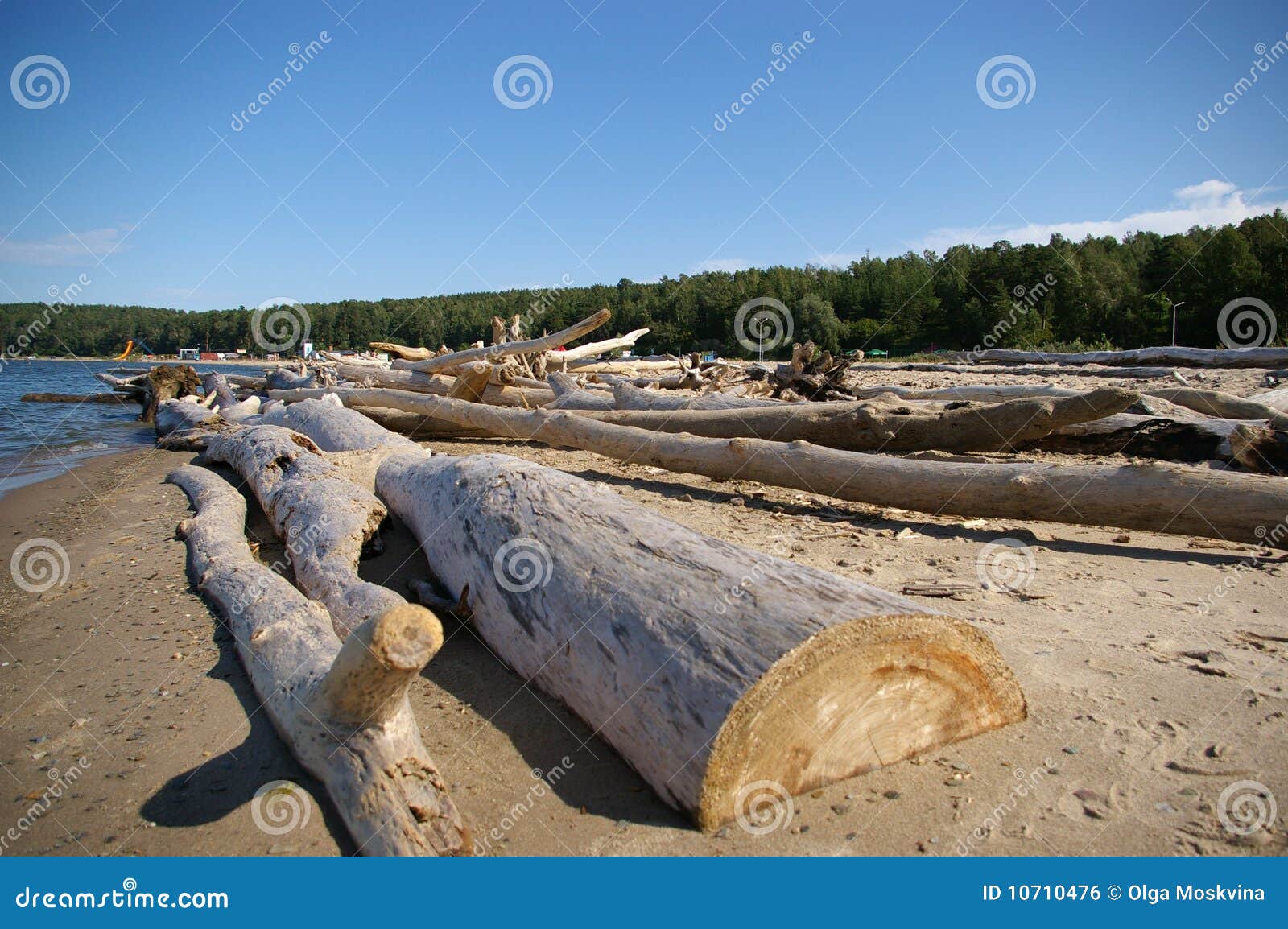 Dead tree on the shore stock photo. Image of soil, drought - 10710476