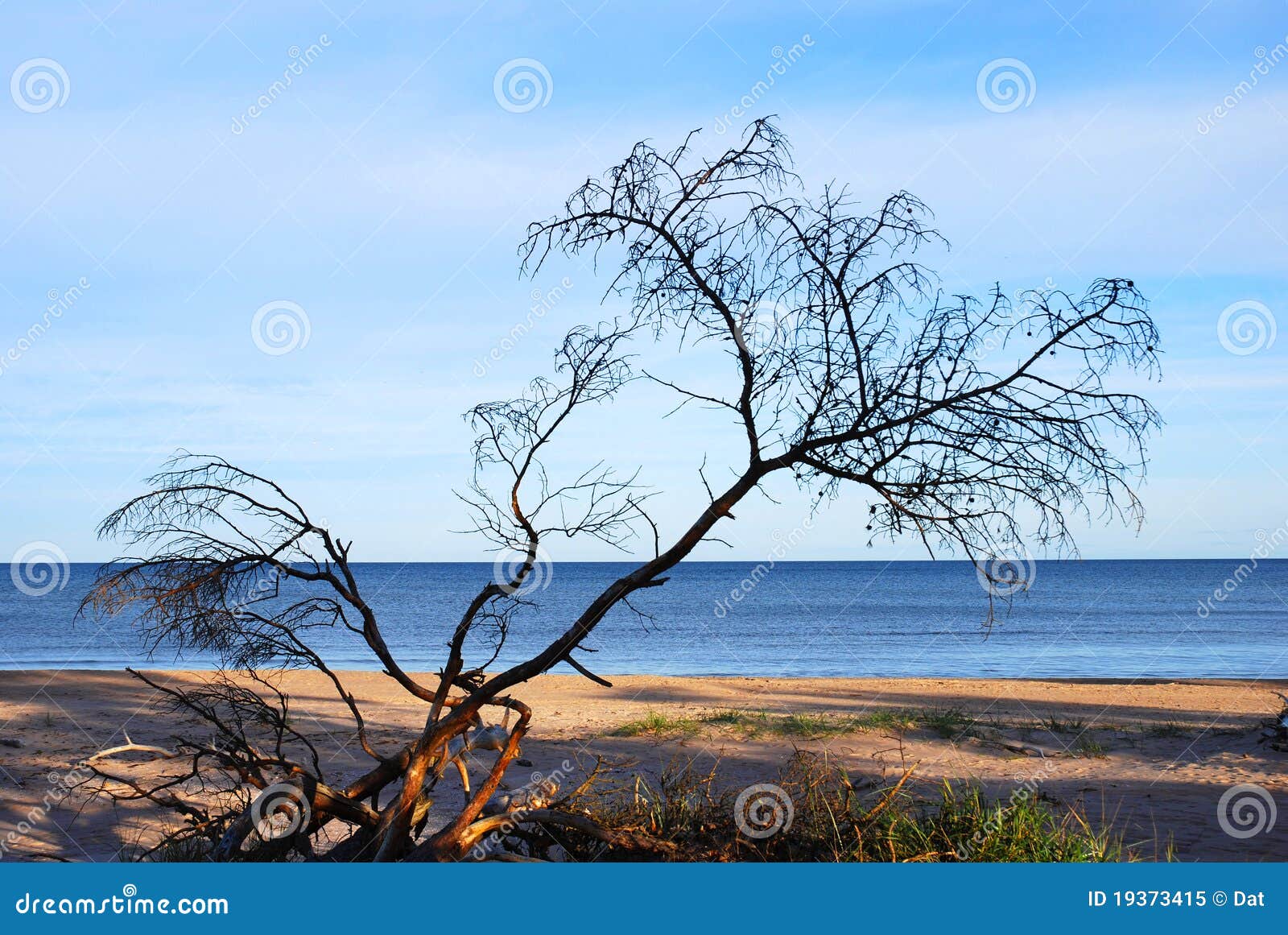 Dead Tree at the shore stock image. Image of environment - 19373415