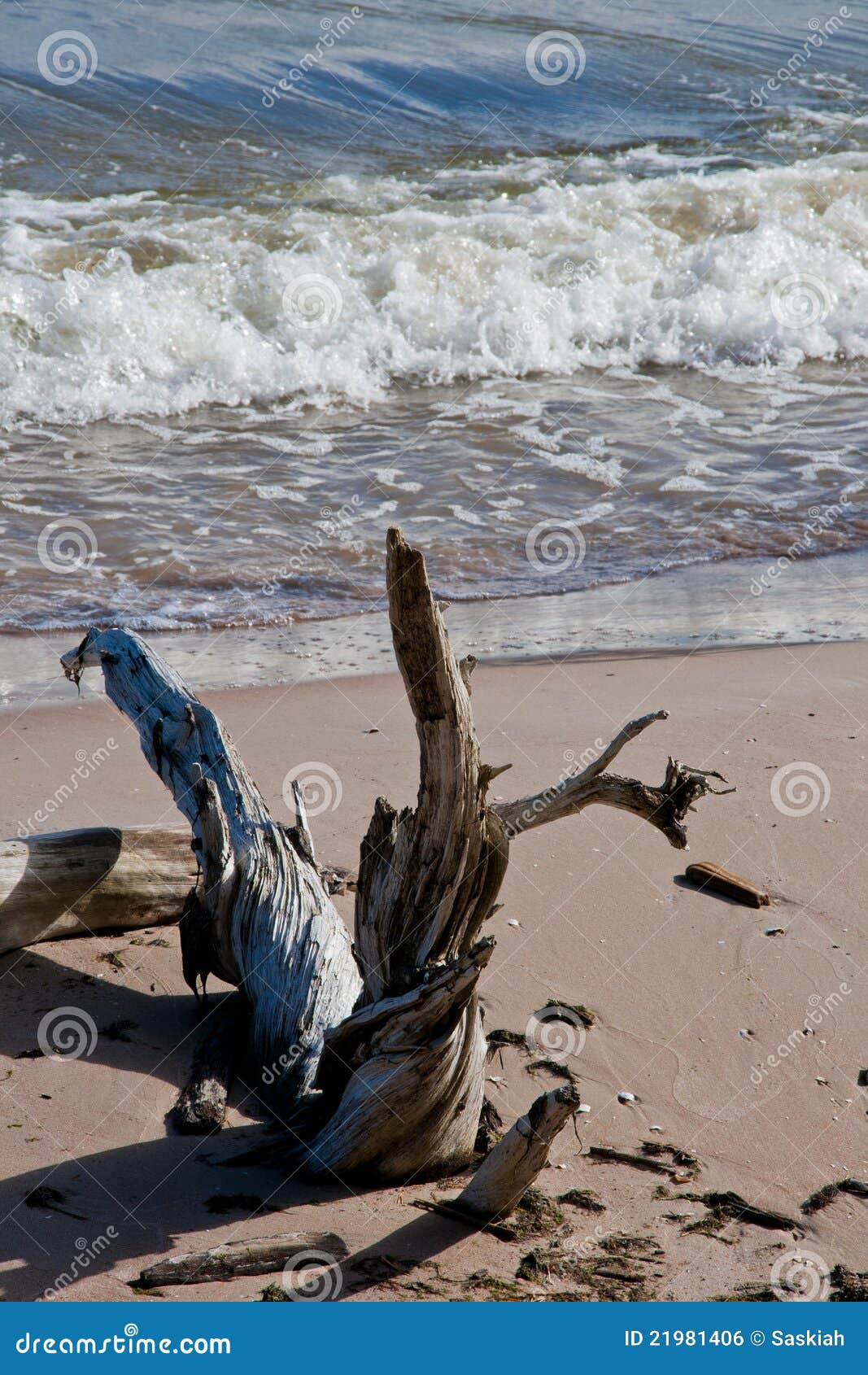 Dead tree at the shore stock photo. Image of smoothly - 21981406