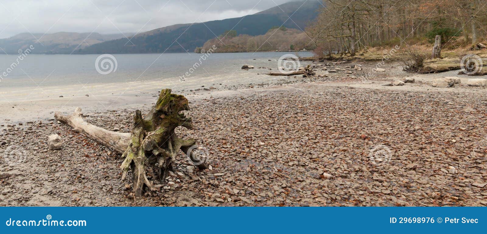 Dead tree on a shore stock photo. Image of loch, lomond - 29698976
