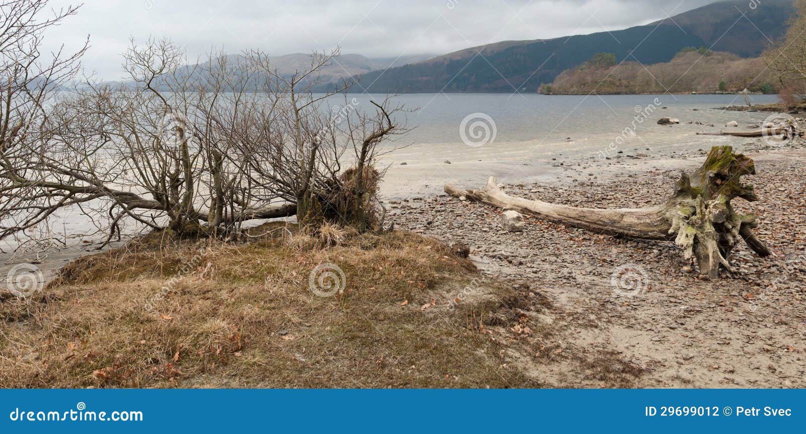 Dead tree on a shore stock photo. Image of dark, beautiful - 29699012