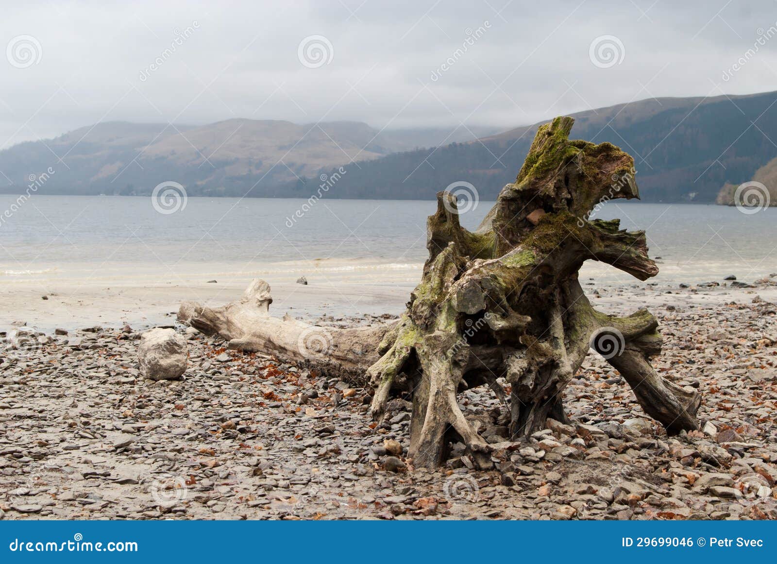 Dead tree on a shore stock photo. Image of spring, cloud - 29699046