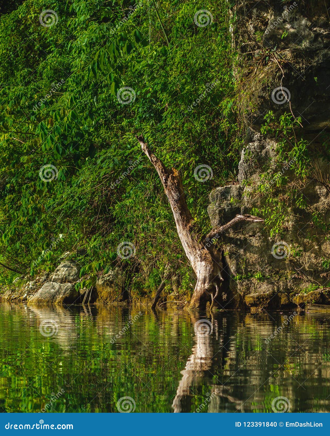 Dead Tree on the Shore of a Fresh Water Lake in the Jungle Next Stock ...
