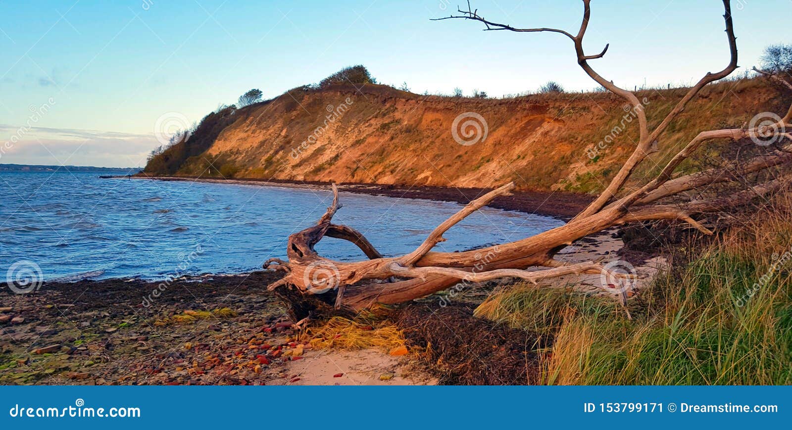 Dead Tree on the shore stock image. Image of lake, blue - 153799171