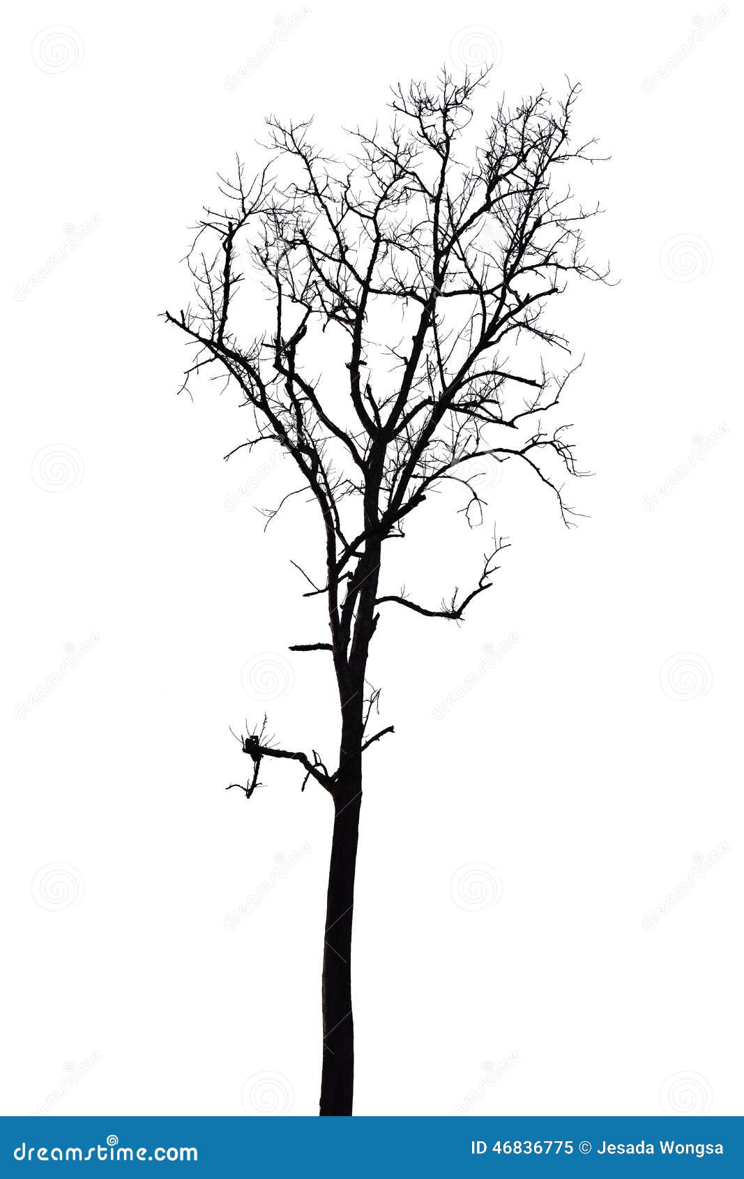 Dead Tree Silhouette. Dry Oak Crown without Leafs Isolated on W Stock ...