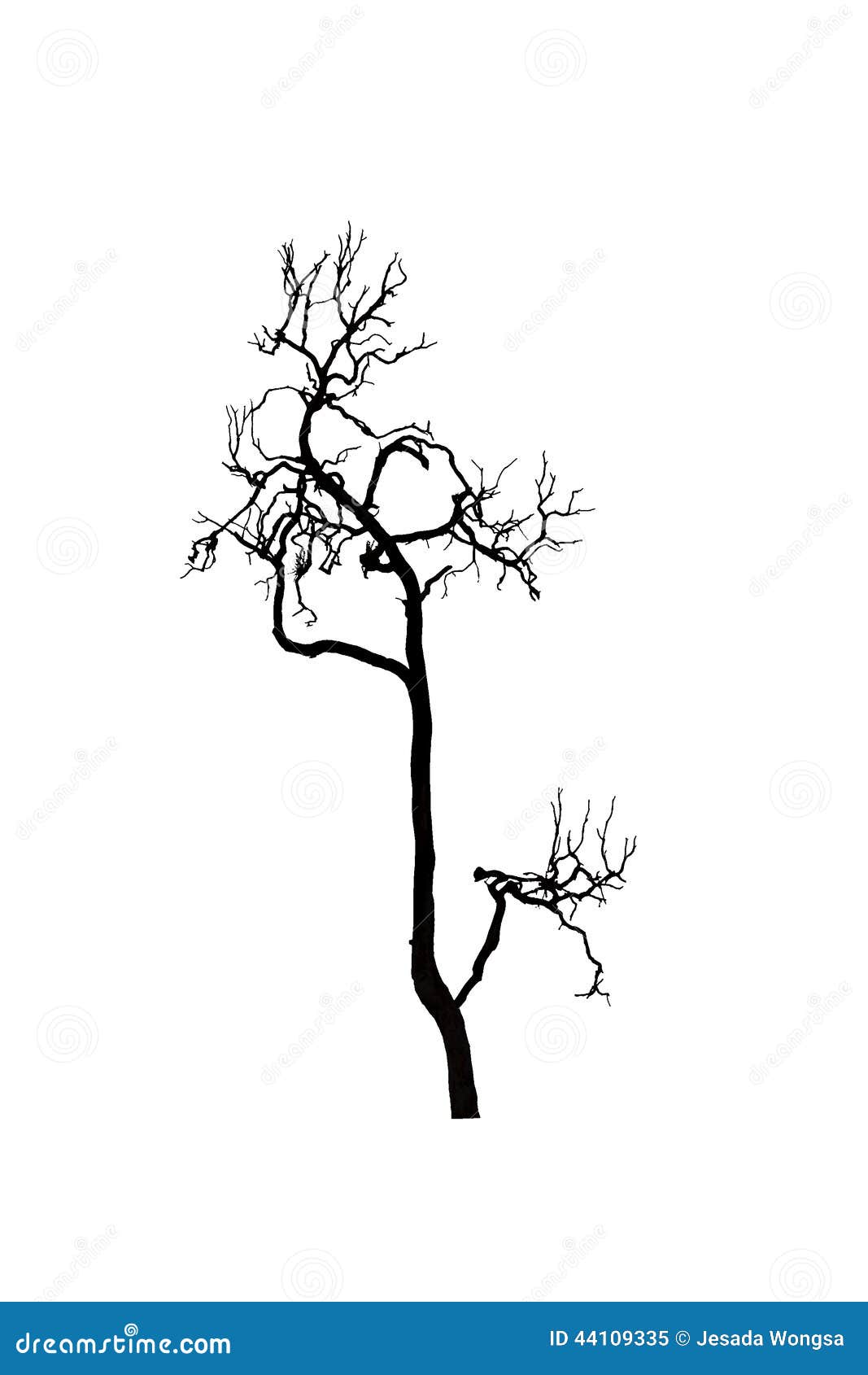 Dead Tree Silhouette. Dry Oak Crown without Leafs Isolated on White ...