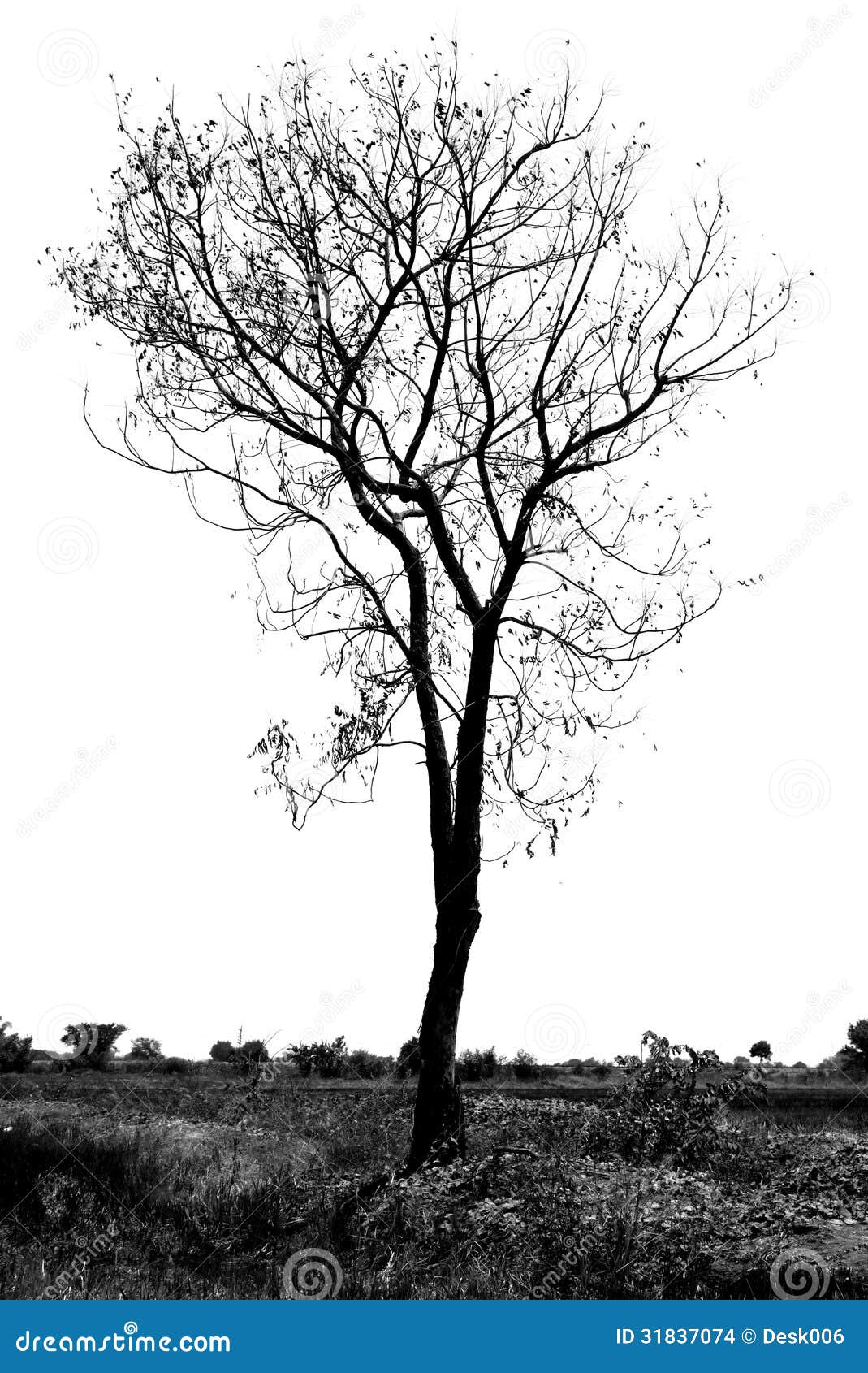 Dead tree silhouette stock photo. Image of aged, abstract - 31837074
