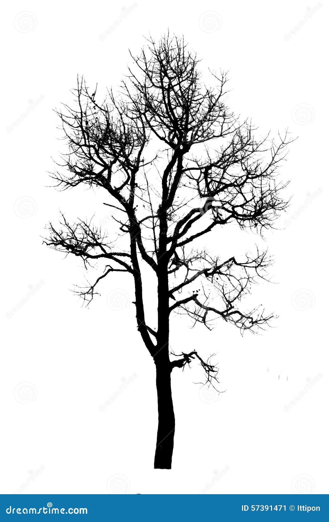 Dead Trees Silhouette