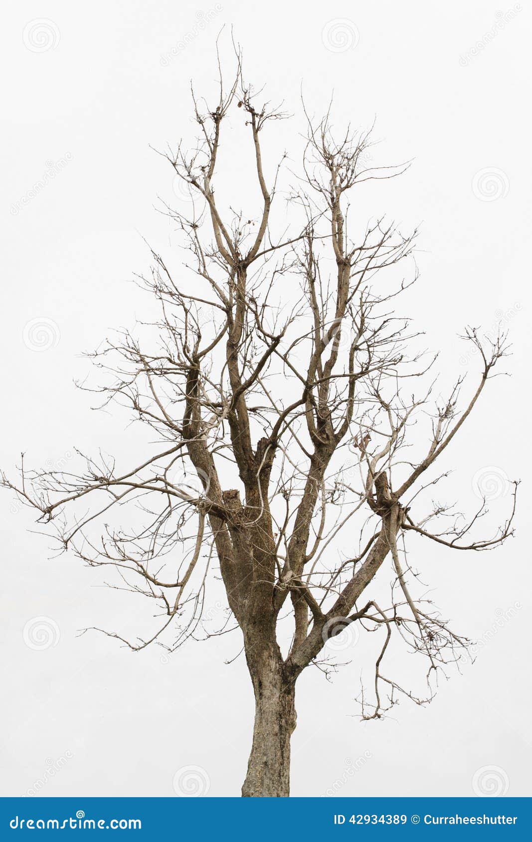 Dead Tree ,Single Old and Dead Tree Isolated on White Background. Stock ...