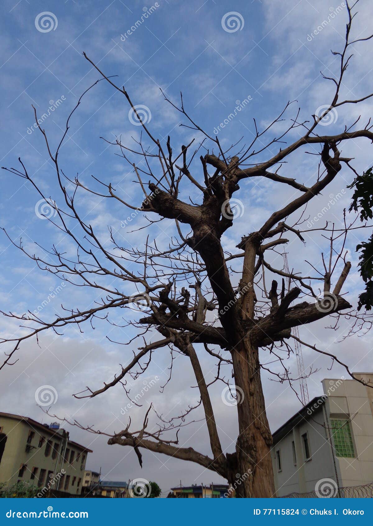 Dead tree skeleton stock photo. Image of pillars, fence - 77115824