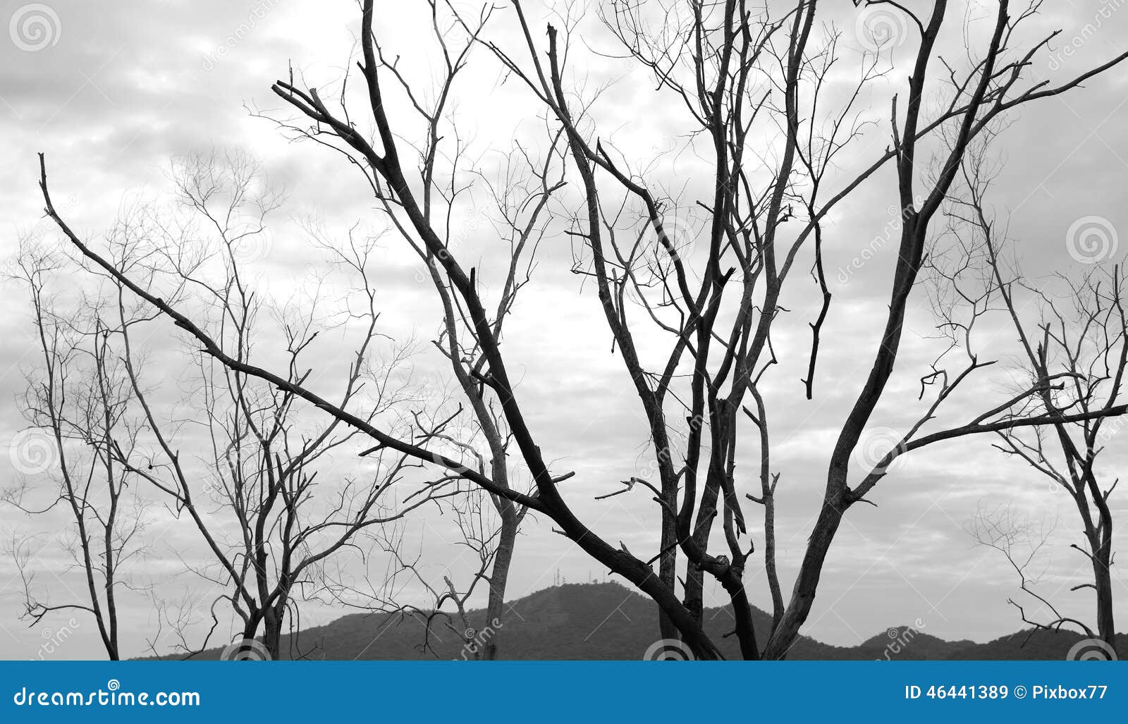 Dead Tree with Sky Background Stock Image - Image of lonely, outdoor ...
