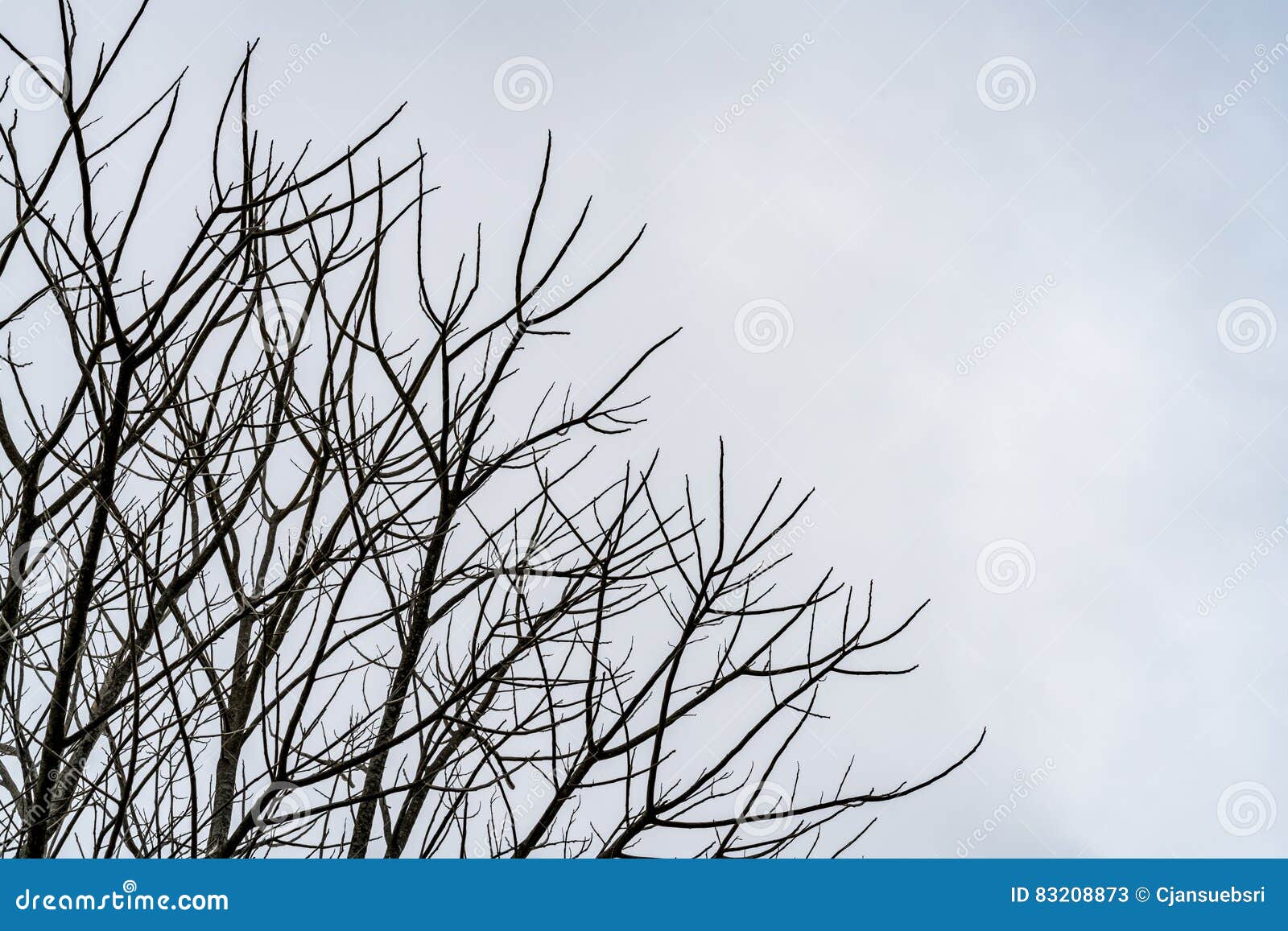 Dead Tree on Sky Background Stock Image - Image of branch, death: 83208873