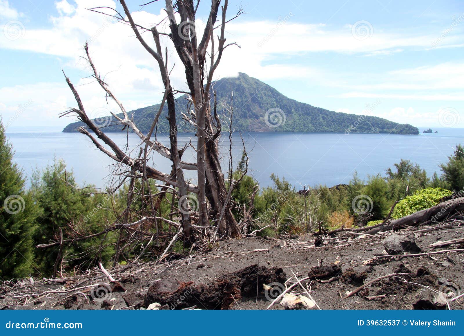 Dead tree stock image. Image of branch, slope, island - 39632537