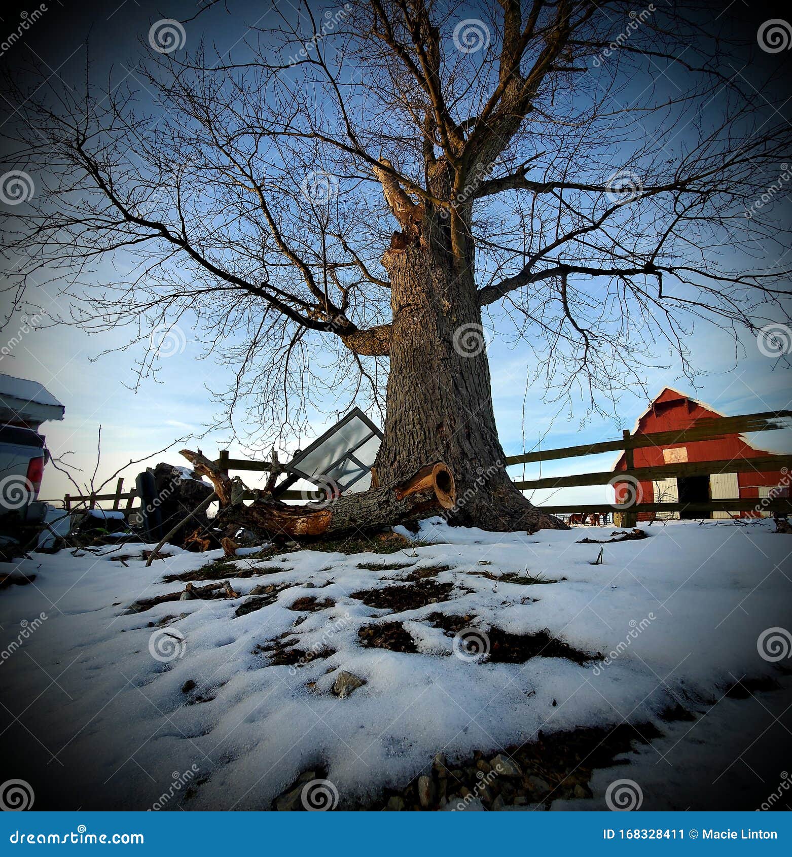 Dead tree in the snow! stock image. Image of barn, tree - 168328411