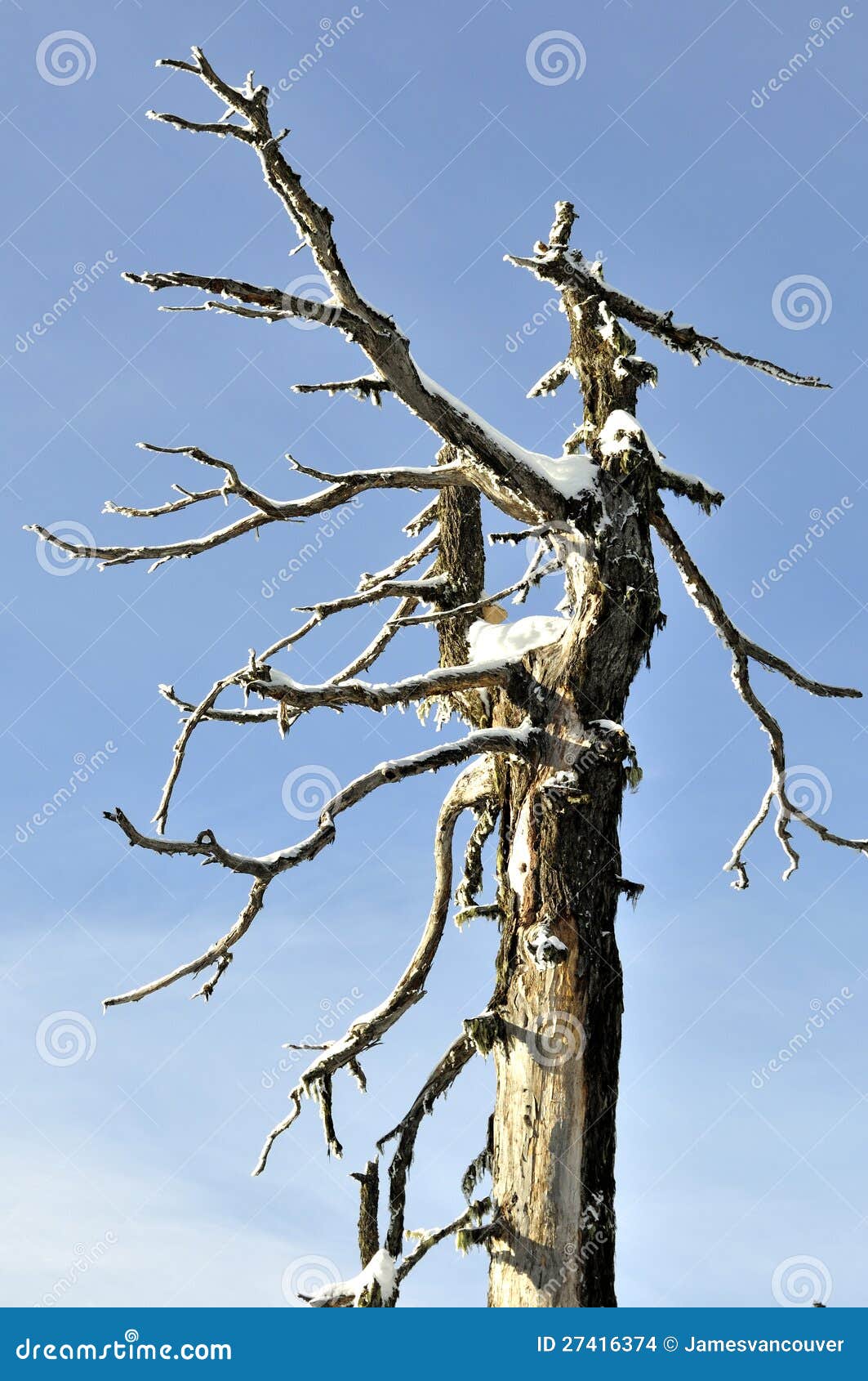 Dead Tree with Snow Against Blue Sky Stock Photo - Image of trunk, tree ...