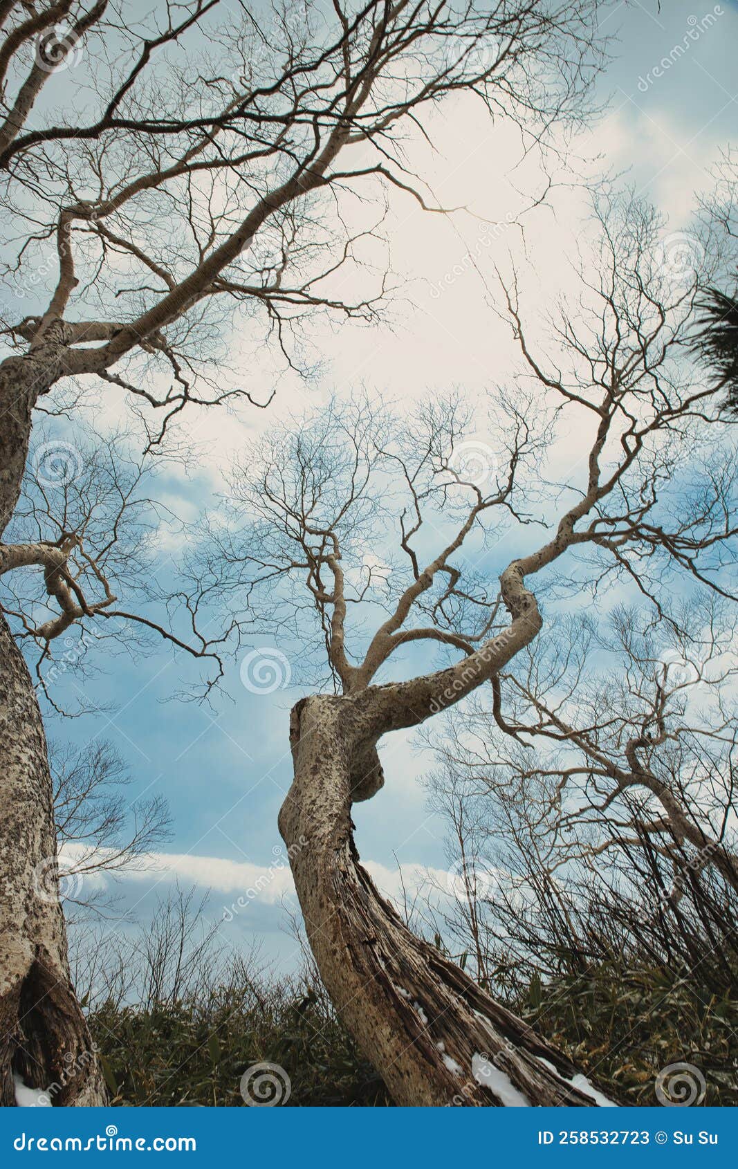 Dead Tree in Snow Tree Photography, Winter Trees, Unique Trees Stock ...