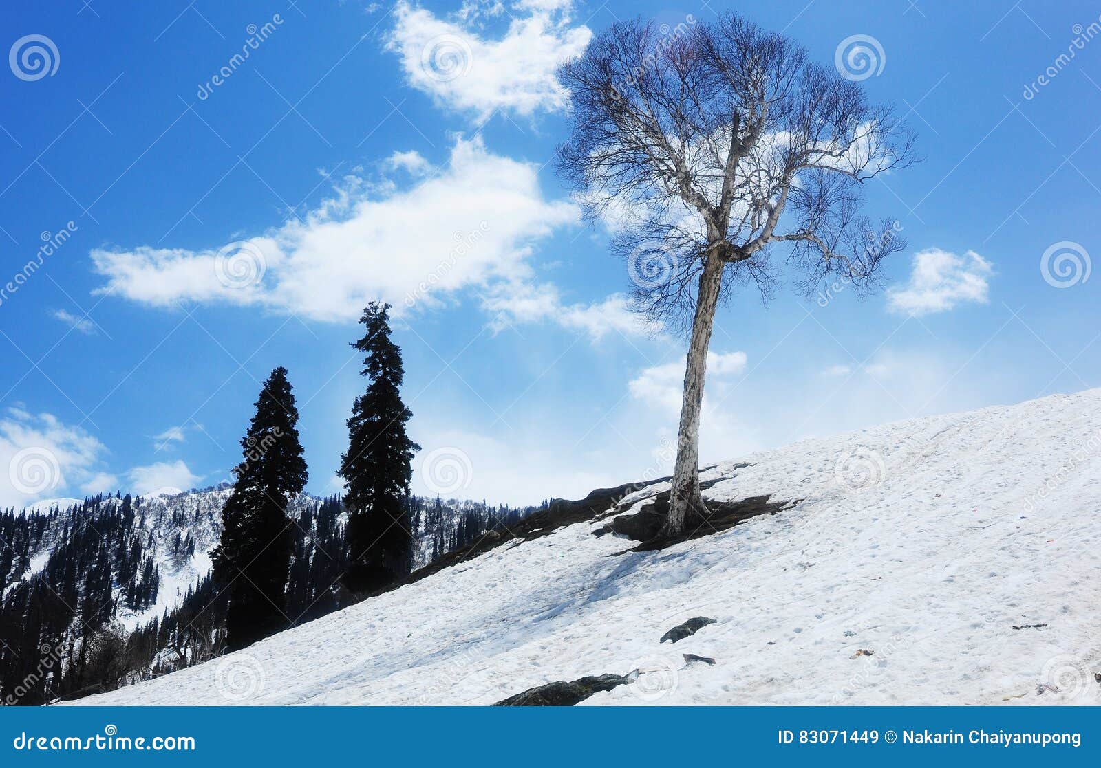 Dead Tree on the Snowed Hill Stock Image - Image of mountain ...