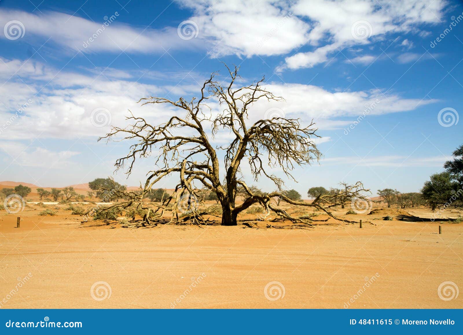 Dead Tree, Sossusvlei, Namibia Stock Image - Image of tree, arid: 48411615