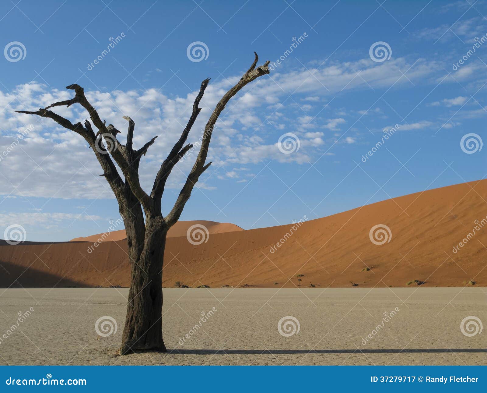 Dead Tree Sossusvlei , Namibia Stock Image - Image of safari, horizon ...