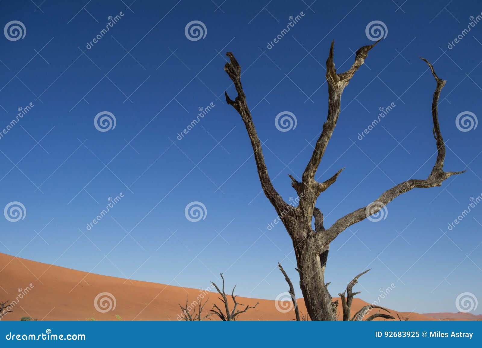 Dead Tree at Sossusvlei Salt Pan, Desert Landscape, Namibia Stock Image ...