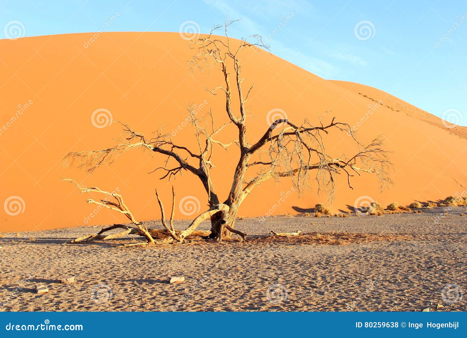 Dead Tree Dune 45 Sunset, Sossusvlei, Nambia Stock Photo - Image of ...