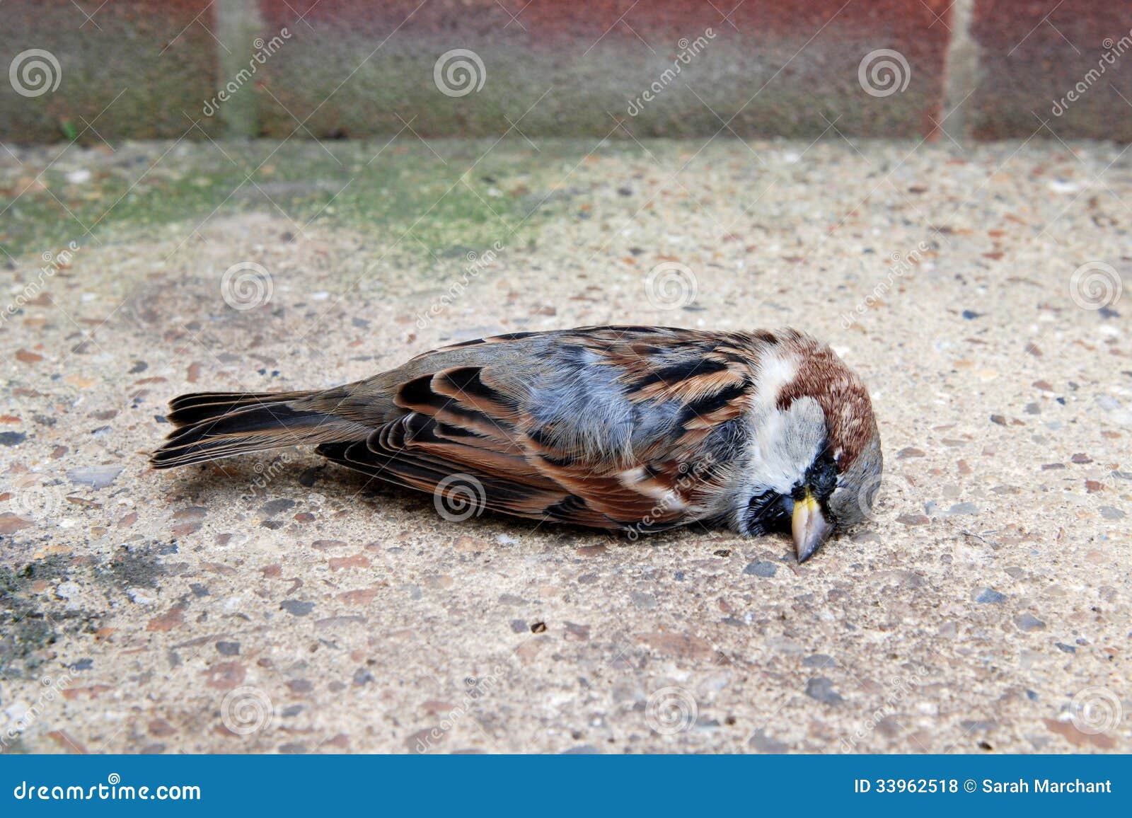 Dead Tree Sparrow by a Brick Wall Stock Photo - Image of injured, space ...