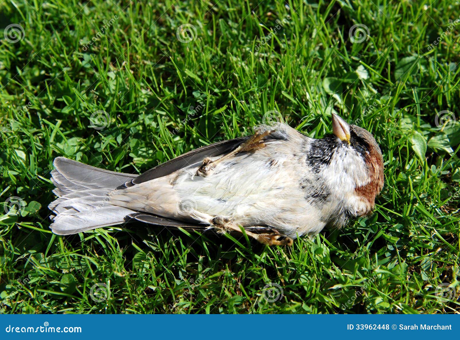 Dead Tree Sparrow on Its Back Stock Photo - Image of brown, gray: 33962448