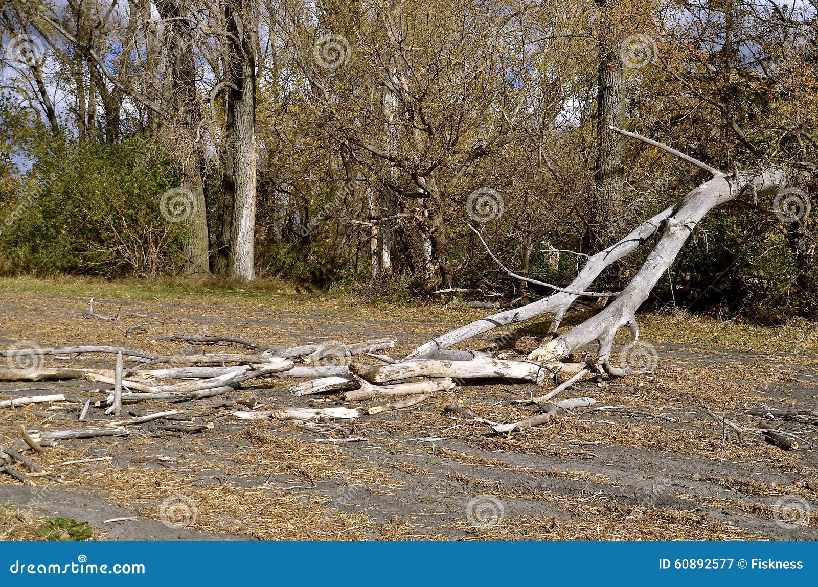 Dead Tree Splinter from Fall Stock Image - Image of wood, bark: 60892577