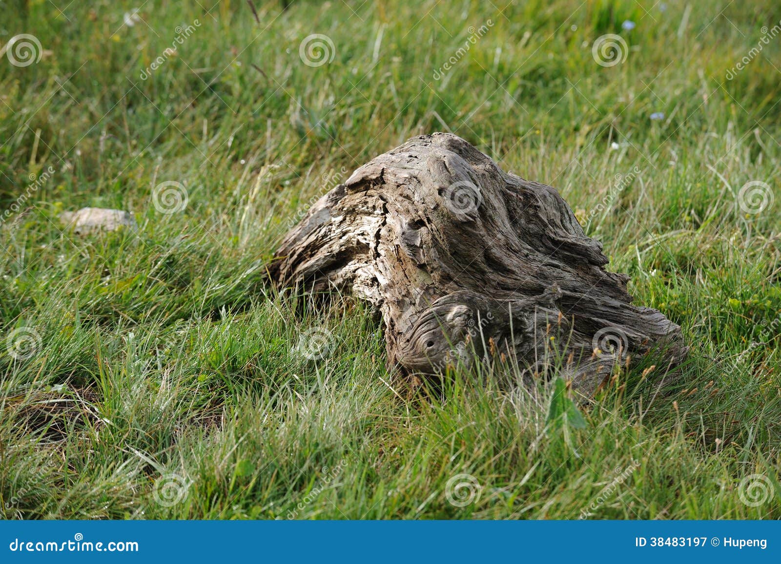 Dead tree stock image. Image of growth, feed, branch - 38483197