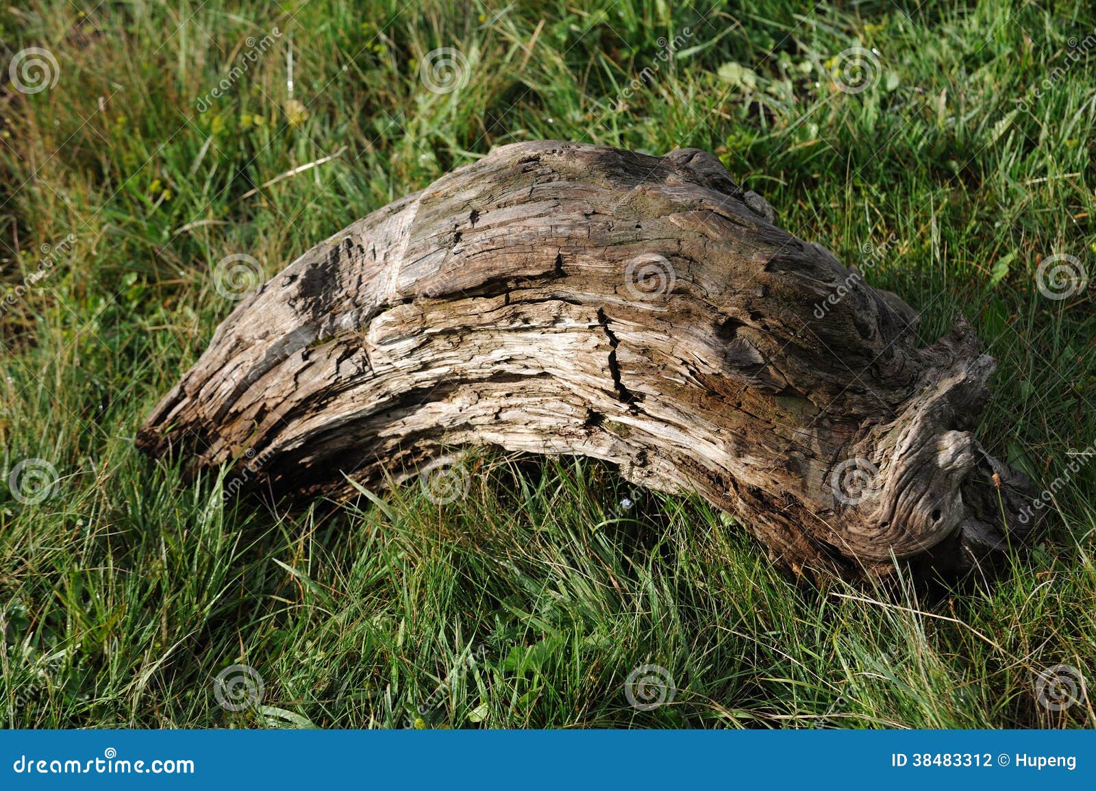 Dead tree stock photo. Image of ancient, health, falling - 38483312